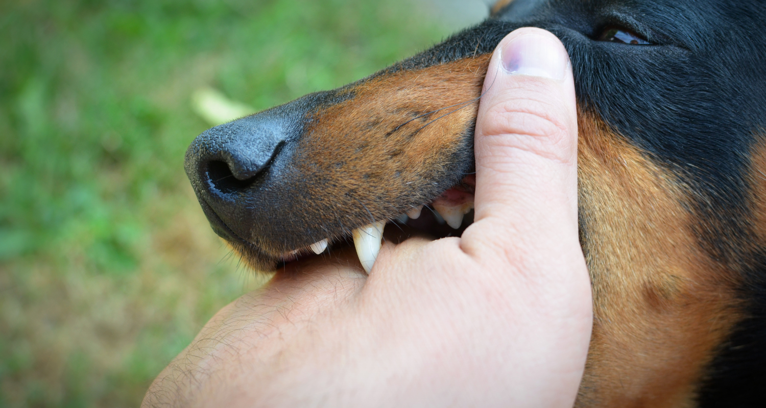 Dog Bite - Alvarez Gower